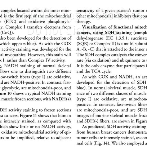 Mitochondrial Complex Iv Cox Activity Is Amplified In Human