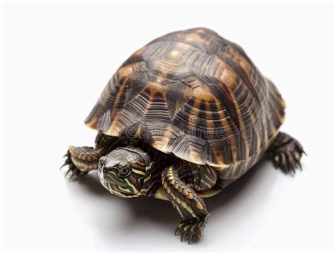 Keeled Box Turtle Remains Stationary Showcasing The Distinct Raised Keeled Box Turtle Remains Stationary Showcasing The Distinct Raised