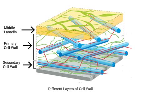 Cell Wall Pictures