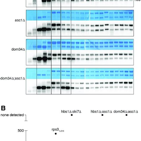 A Polysome Profiles Top Representative Sucrose Gradient Trace For