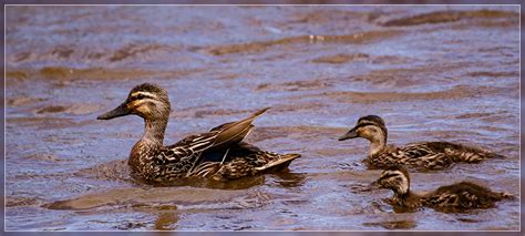 Travis Wetland Monthly Newsletter January 2021 Travis Wetland