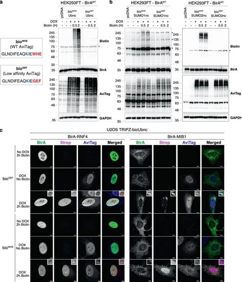 Low Affinity Biogef Enables Bioe3 Studies A B Left Sequence Of The Wt