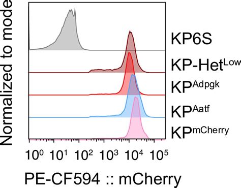 Figures And Data In Decoupled Neoantigen Cross Presentation By Dendritic Cells Limits Anti Tumor