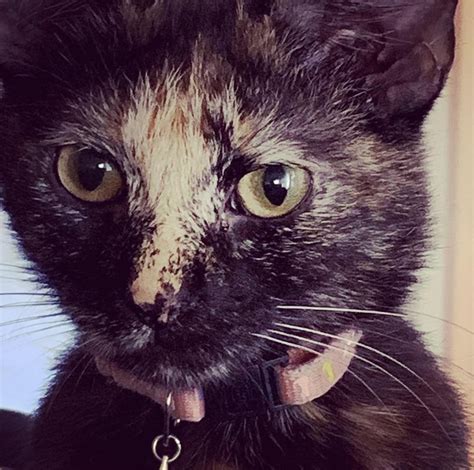 Trigger Warning Cat Hit By Car R Torties