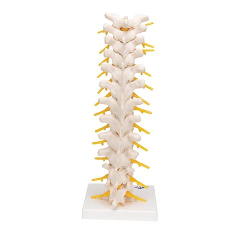 3b Scientific Thoracic Spine Model Health And Care