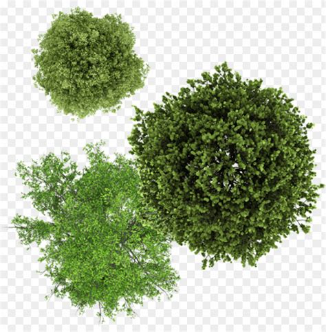 Tree Top View Png File