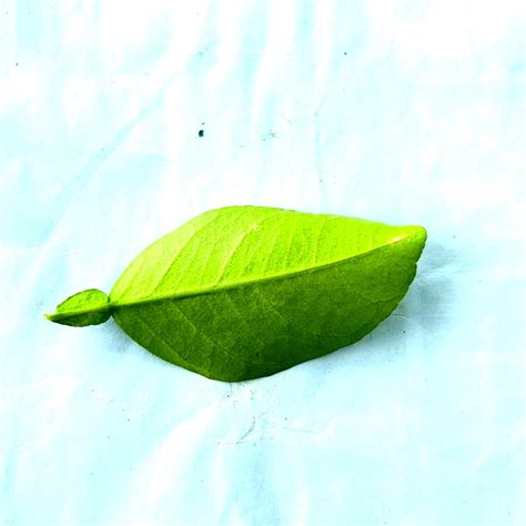 Lemon Leaf Disease Dataset Object Detection Dataset By Pirin