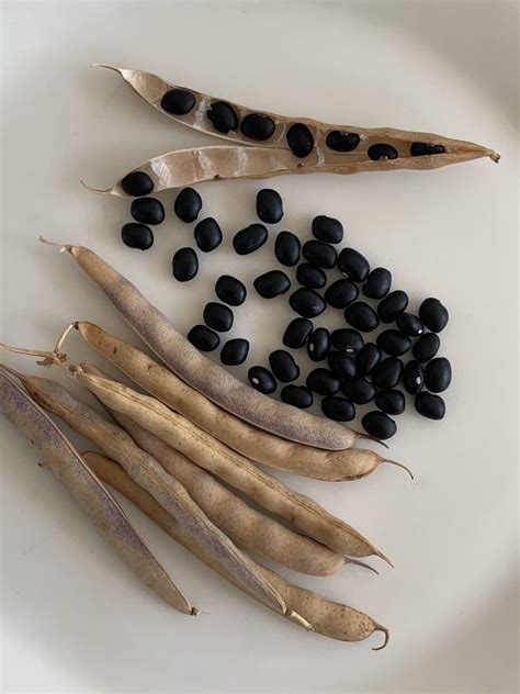 Bean Varieties Seed Savers Connect