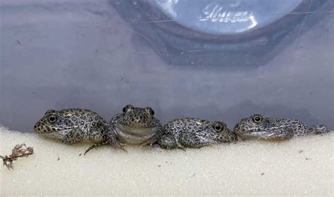 Dusky Gopher Frog Reintroduction Sees Initial Success The Wildlife