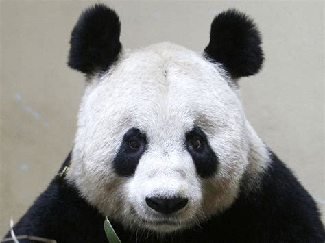 Panda sex exposé Why does the male struggle to perform his duty in captivity The Independent