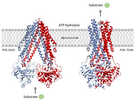 Transmembrane Proteins Membrane Proteins