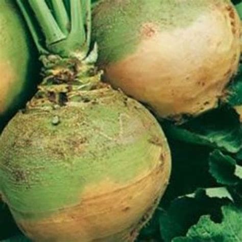 Cavolo Navone Wihlemsburger 4 Gr Il Mondo Dei Semi
