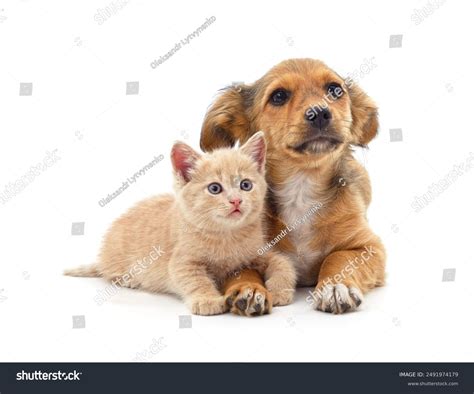 Cute Kittens And Puppies