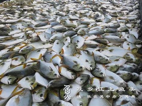 卵形鲳鲹 Trachinotus Ovatus Luǎn Xíng Chāng Shēn小型鱼鱼花网