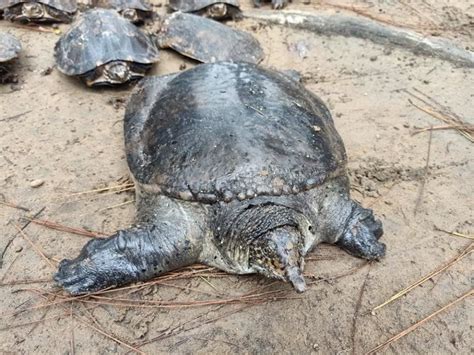 អាជ្ញា ធរ ជួយ សង្គ្រោះ សត្វ អណ្តើក ចិញ្ចឹម ខុស ច្បាប់ ចំនួន ១២ ក្បាល