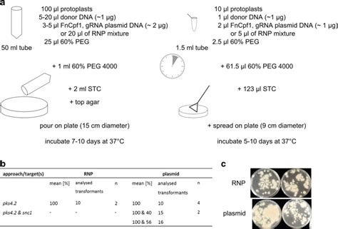 Downscaling The Transformation Procedure A Comparison Of Medium And