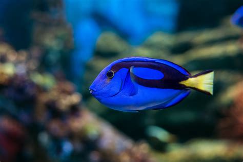 Pacific Blue Tang Dory