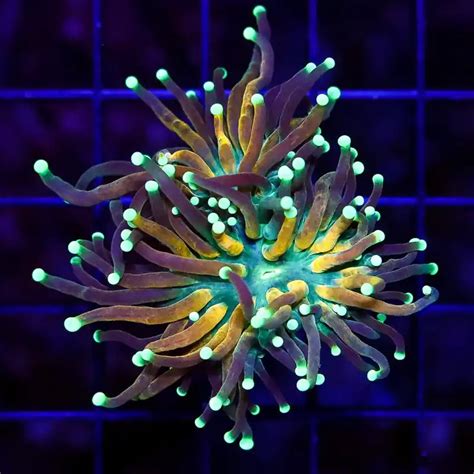 Ultimate Tiger Torch Marinetanksupply