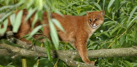21 Incredible Animals That Live In The Amazon Rainforest