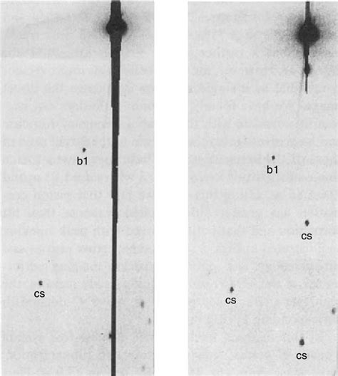 6 Two Equal Length Ccd Exposures Of A Bright Star Sao 110456 The Download Scientific