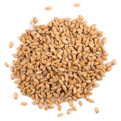 Wheat Food To Live