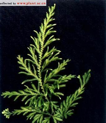 卷柏属于哪个植物类别？它属于哪个科的植物？花植网