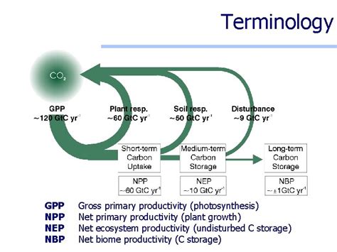 A Global Carbon Cycle Data Assimilation System Ccdas