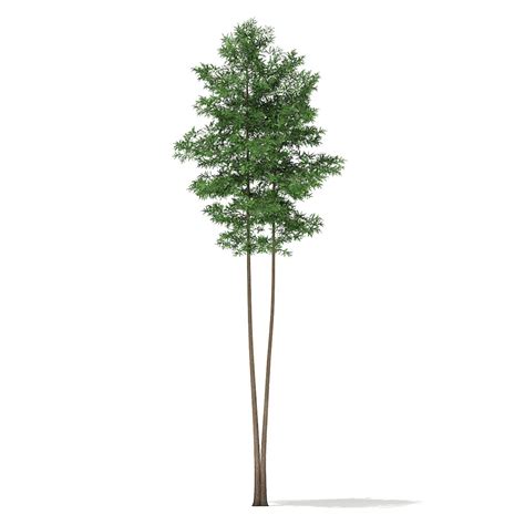 Scots Pine Tree Pinus Sylvestris 274m 3d Model 20 Unknown C4d Max Fbx Ma Obj Free3d