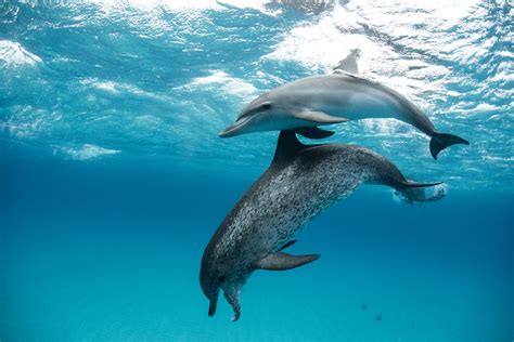 10 Wale Und Delfine Der Karibik Karibikguide