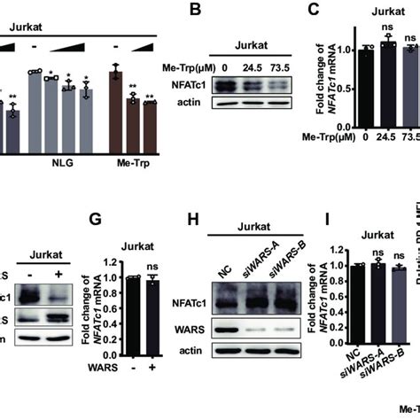 Tryptophan And Tryptophanyl Trna Synthetase Wars Downregulates