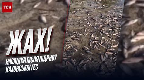 Екоцид Жахливі наслідки для довкілля після підриву Каховської ГЕС Youtube