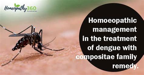 Homoeopathic Management In The Treatment Of Dengue With Compositae