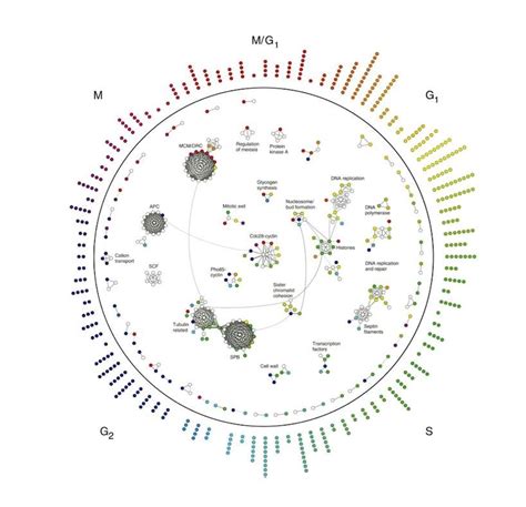 Protein Protein Interaction Networks In Yeast Identified By De Download Scientific Diagram