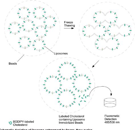 Figure 1 From Cholesterol Efflux Capacity Assay Using Immobilized Liposomes And Apolipoprotein B