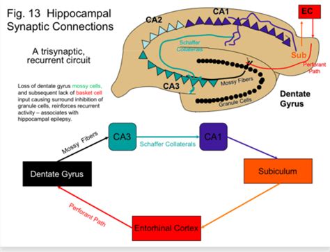 hippocampus memory and synaptic plasticity flashcards quizlet