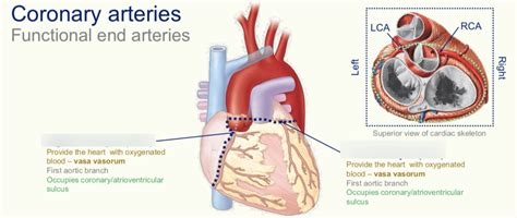 Coronary Arteries Diagram Quizlet