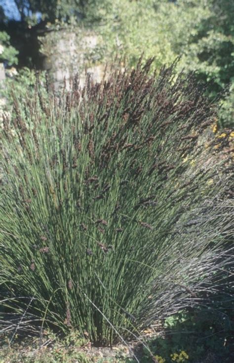 Learn About Chondropetalum Tectorum Cape Rush Perennial Encyclopedia