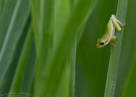 Itty Bitty American Green Tree Frog Pictures Mia Mcphersons On The Wing Photography