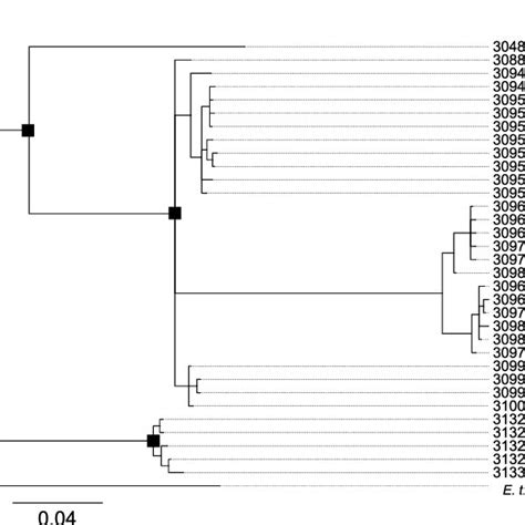 bayesian inference bi of the phylogenetic tree based on sequences of