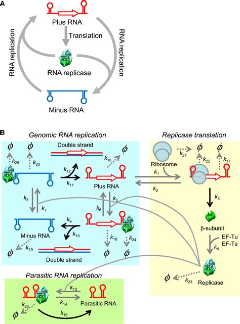 Importance Of Parasite Rna Species Repression For Prolonged Translation