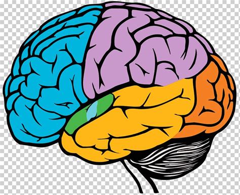 Dibujo Simple De Cerebro Humano Entrenar El Cerebro Más De 75266