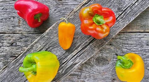 Блюда из болгарского перца — читать на Gastronom.ru