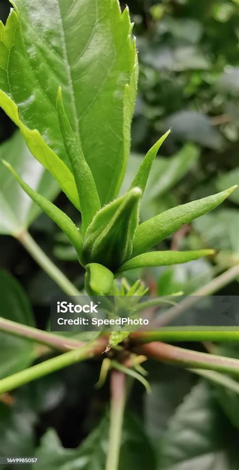 싹이 트는 새싹이 있는 녹색 잎 녹색 잎이 있는 무화과 나무 식물 중간에 새싹이 있는 사진 꽃봉오리에 대한 스톡 사진 및 기타 이미지 Istock