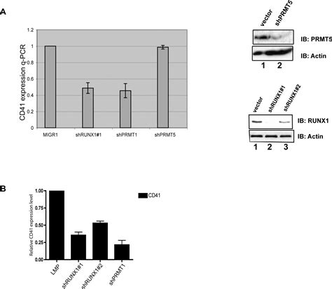 Methylation Of Runx1 By Prmt1 Abrogates Sin3a Binding And Potentiates