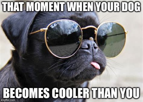 Cool Dog Imgflip
