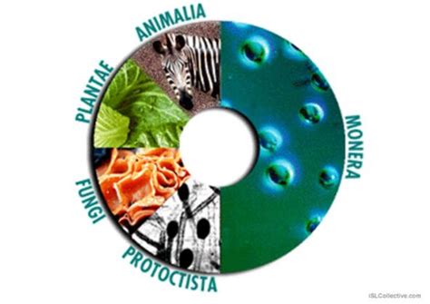 5 Classification English Esl Powerpoints