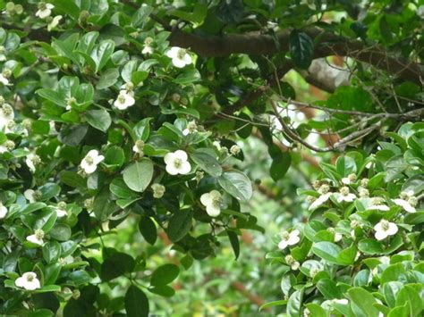 Dendrobenthamia Hongkongensis