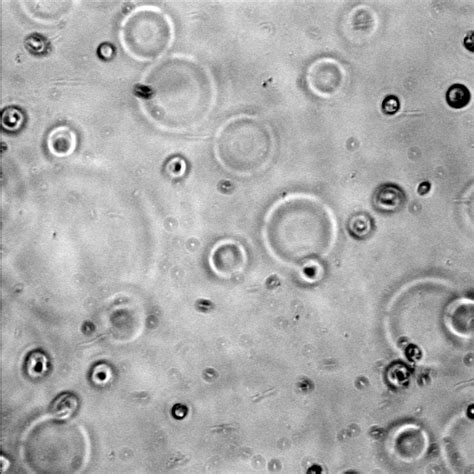 Abc Object Detection Dataset By Algae