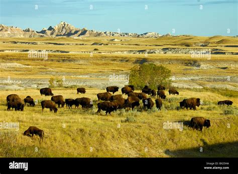 American Bison Bison Bison Herd Scenery Landscape Prairie Plains Sage