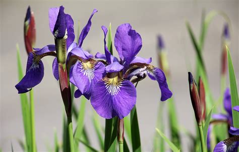800 Free Purple Iris And Iris Images Pixabay